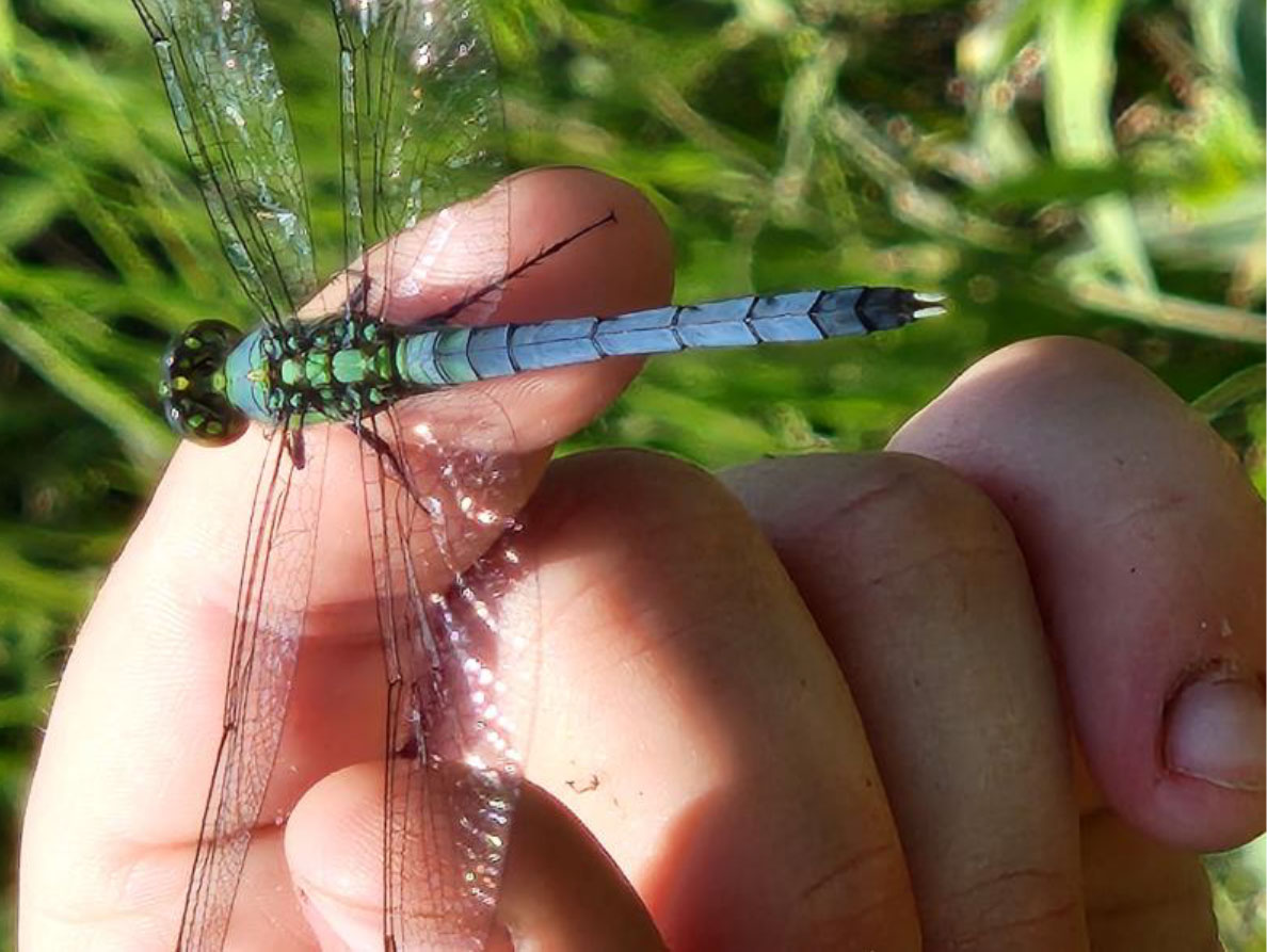 Dragonflies and Damselflies Report – Lower Farmington River and Salmon Brook Wild & Scenic